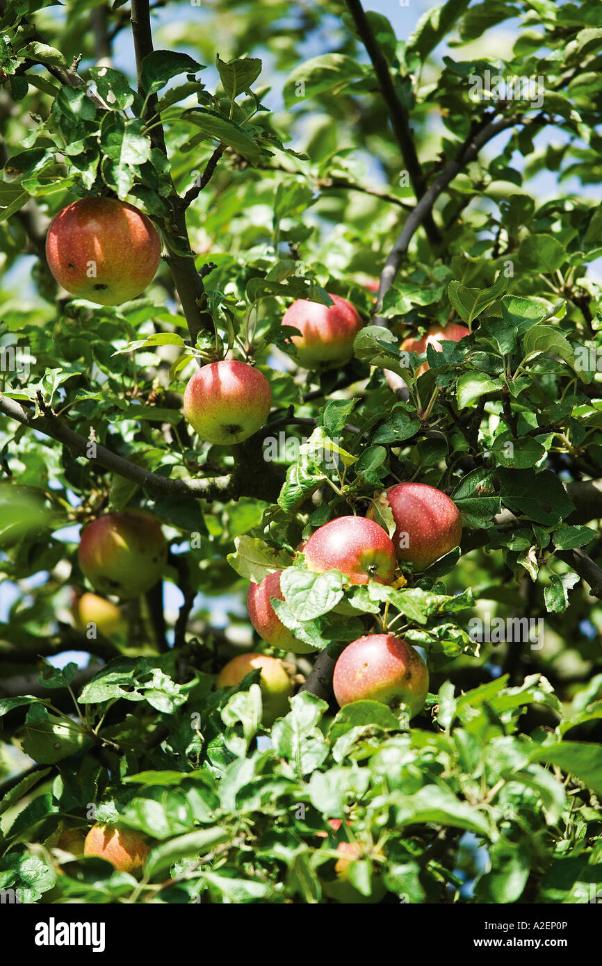 Germany, apple tree, close-up Stock Photo - Alamy