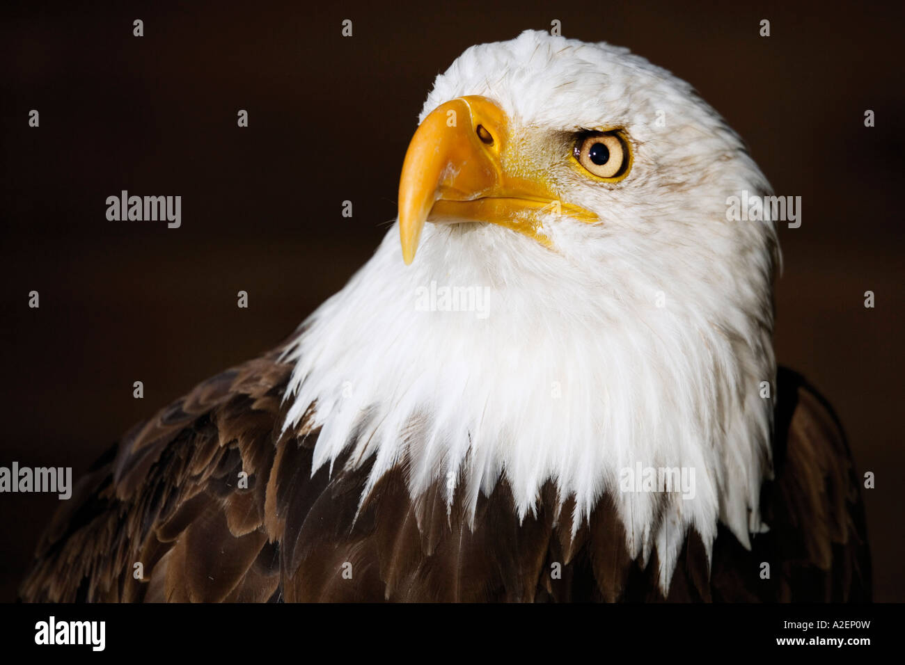 Germany, Hellenthal, Bald Eagle, close-up Stock Photo - Alamy