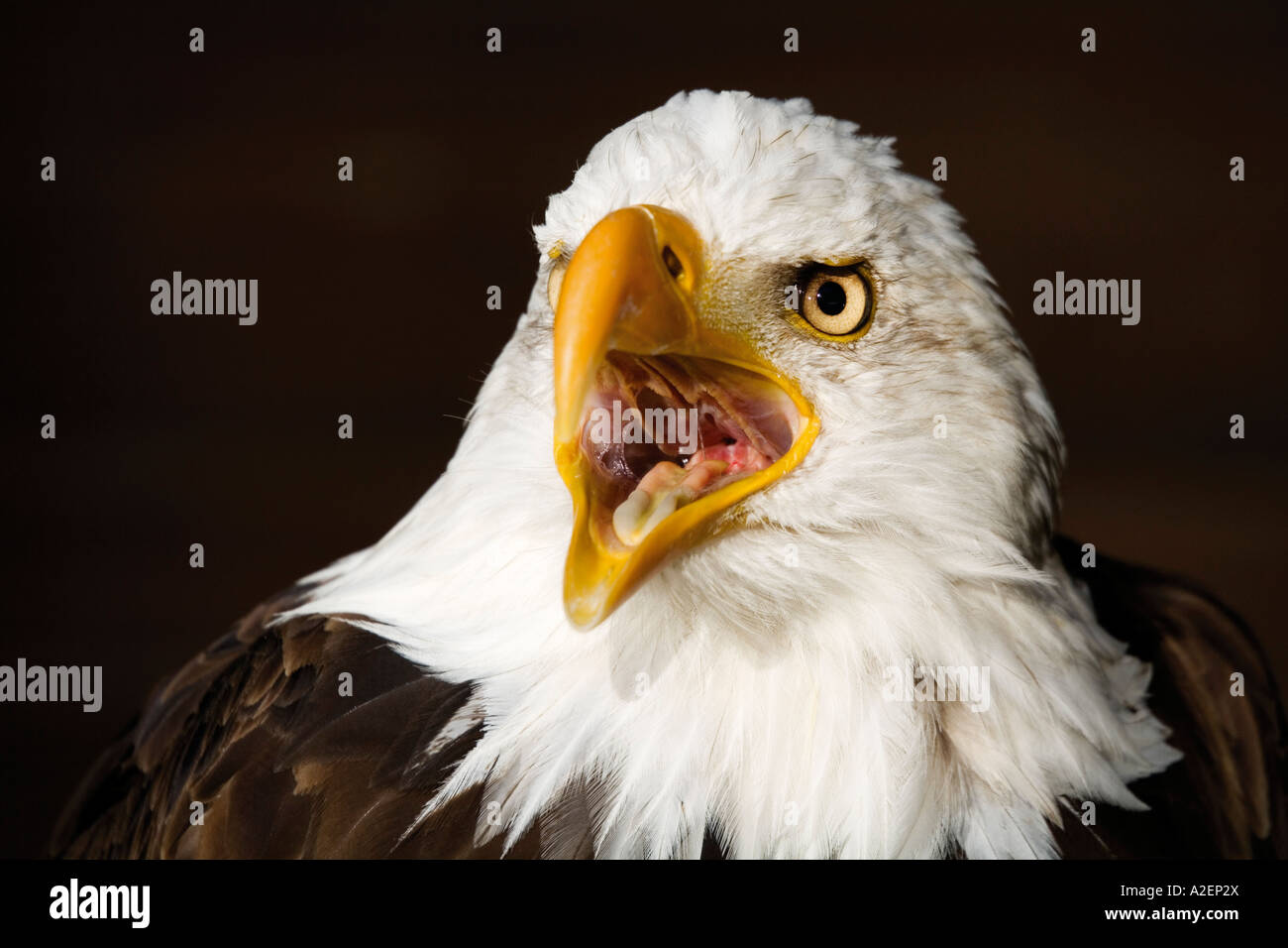 Germany, Hellenthal, Bald Eagle, close-up Stock Photo - Alamy