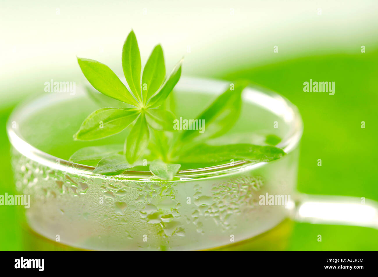 Glass of woodruff tea Stock Photo - Alamy