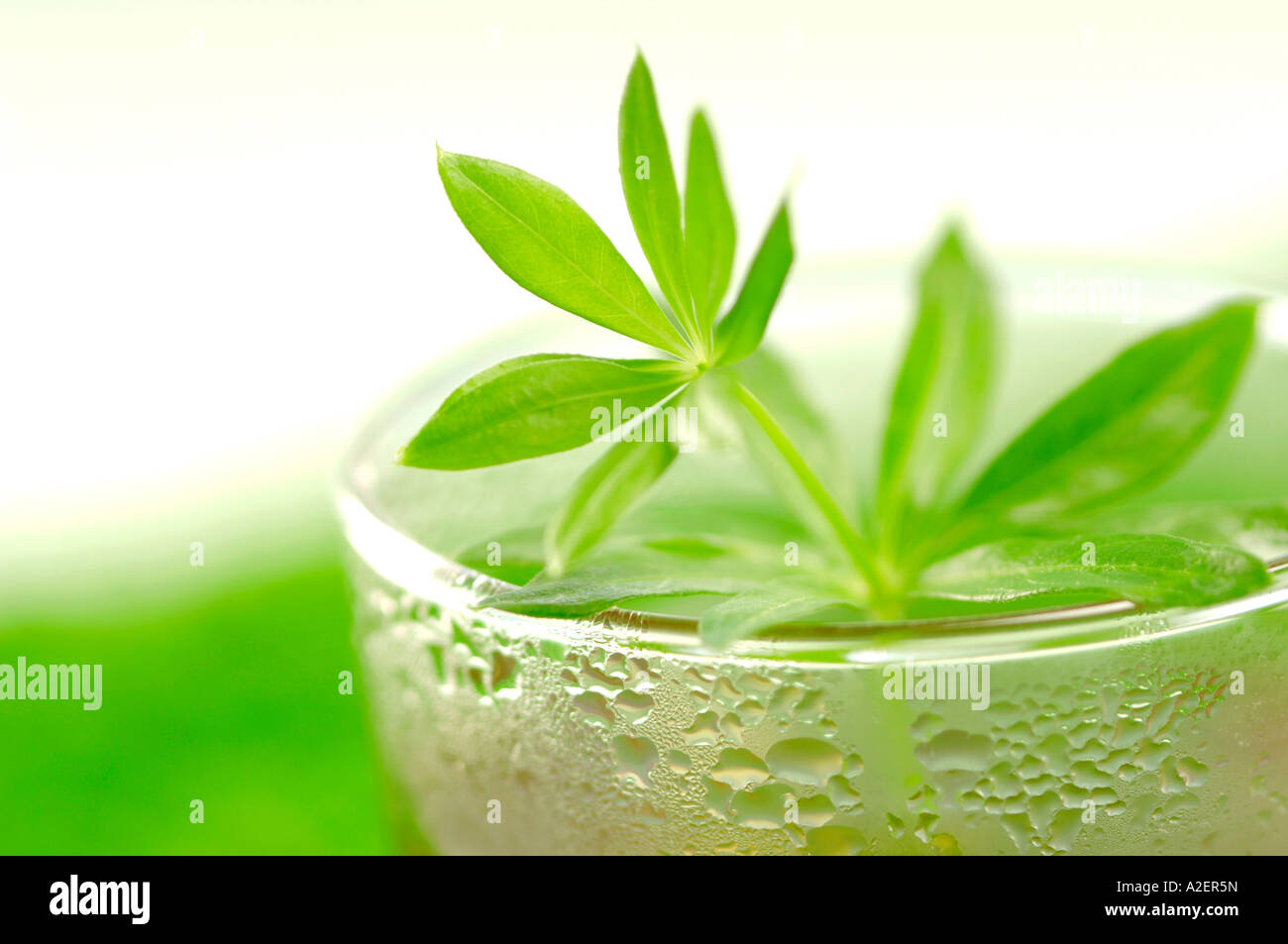 Glass of woodruff tea Stock Photo - Alamy