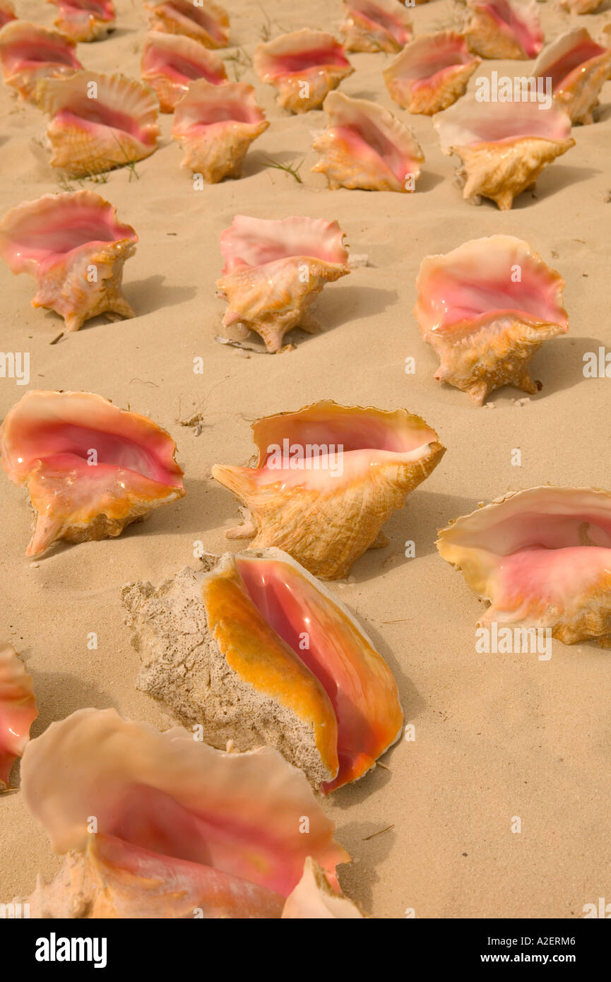 Turks and Caicos, Providenciales Island, Blue Hill, Conch shells at ...
