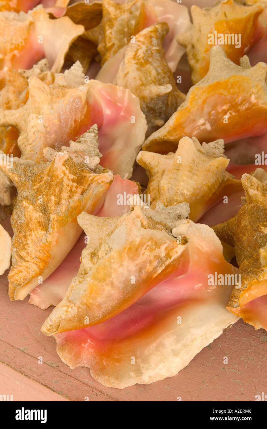 Turks and Caicos, Providenciales Island, Blue Hill, Conch Shells at ...