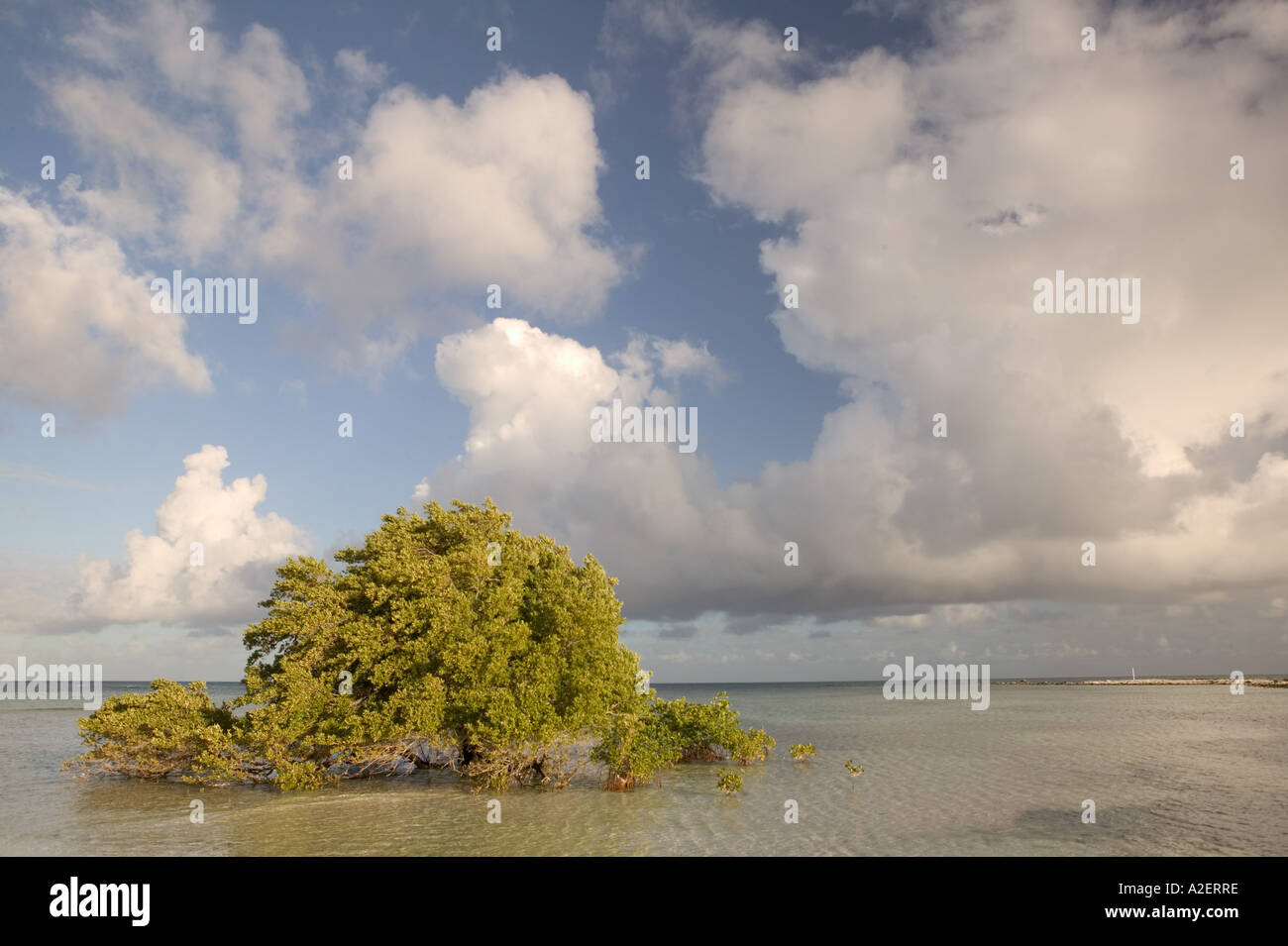 Turks and Caicos, Grand Turk Island, Cockburn Town, Mangrove tree ...