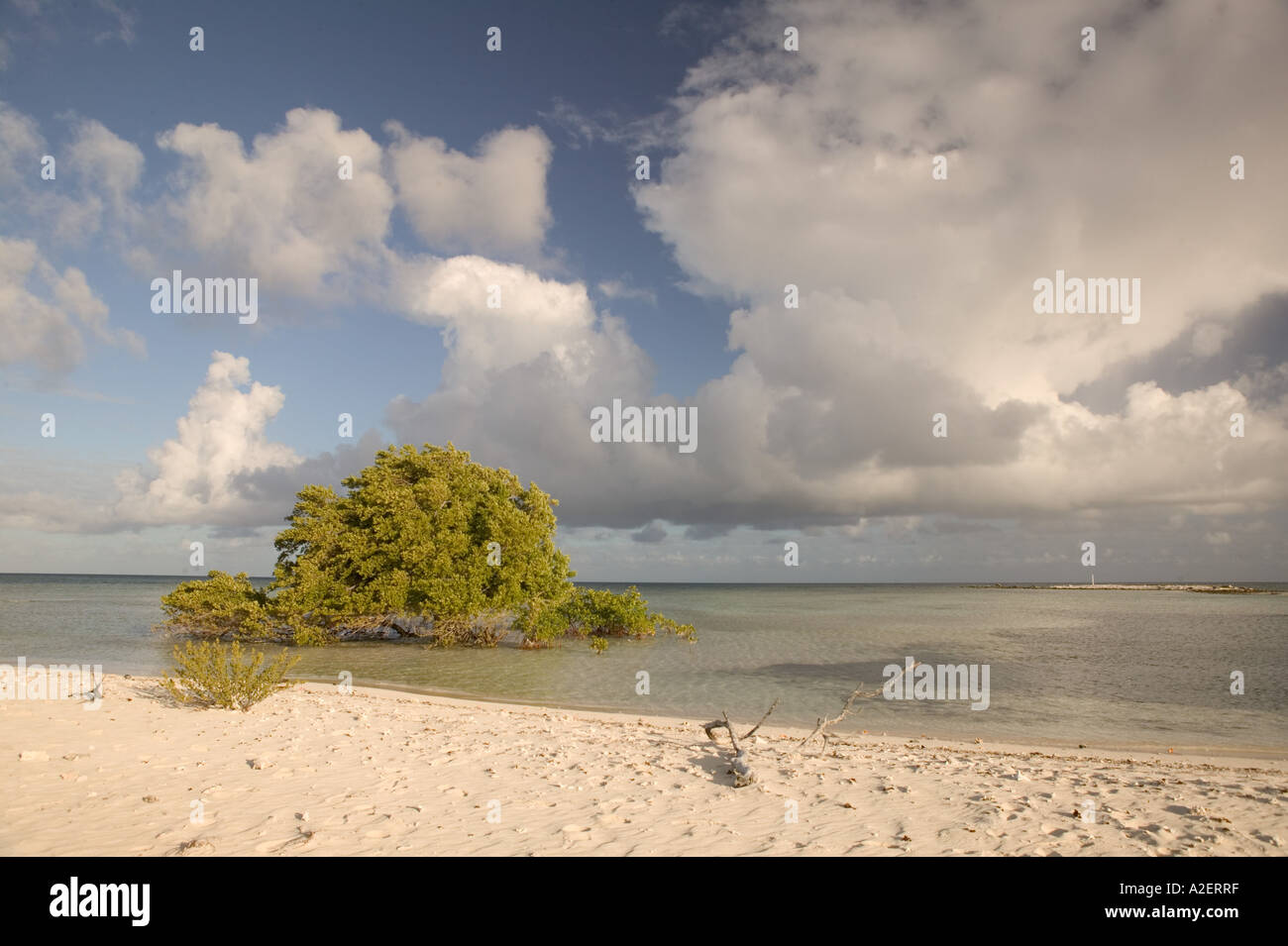 Turks and Caicos, Grand Turk Island, Cockburn Town, Mangrove tree ...