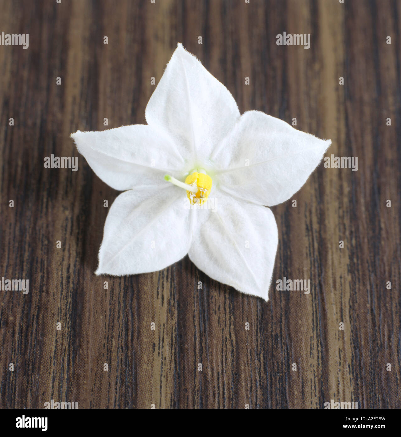 Single jasmine flower Stock Photo - Alamy