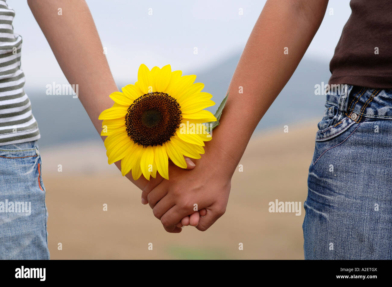 Holding hands with sunflower, close-up Stock Photo - Alamy