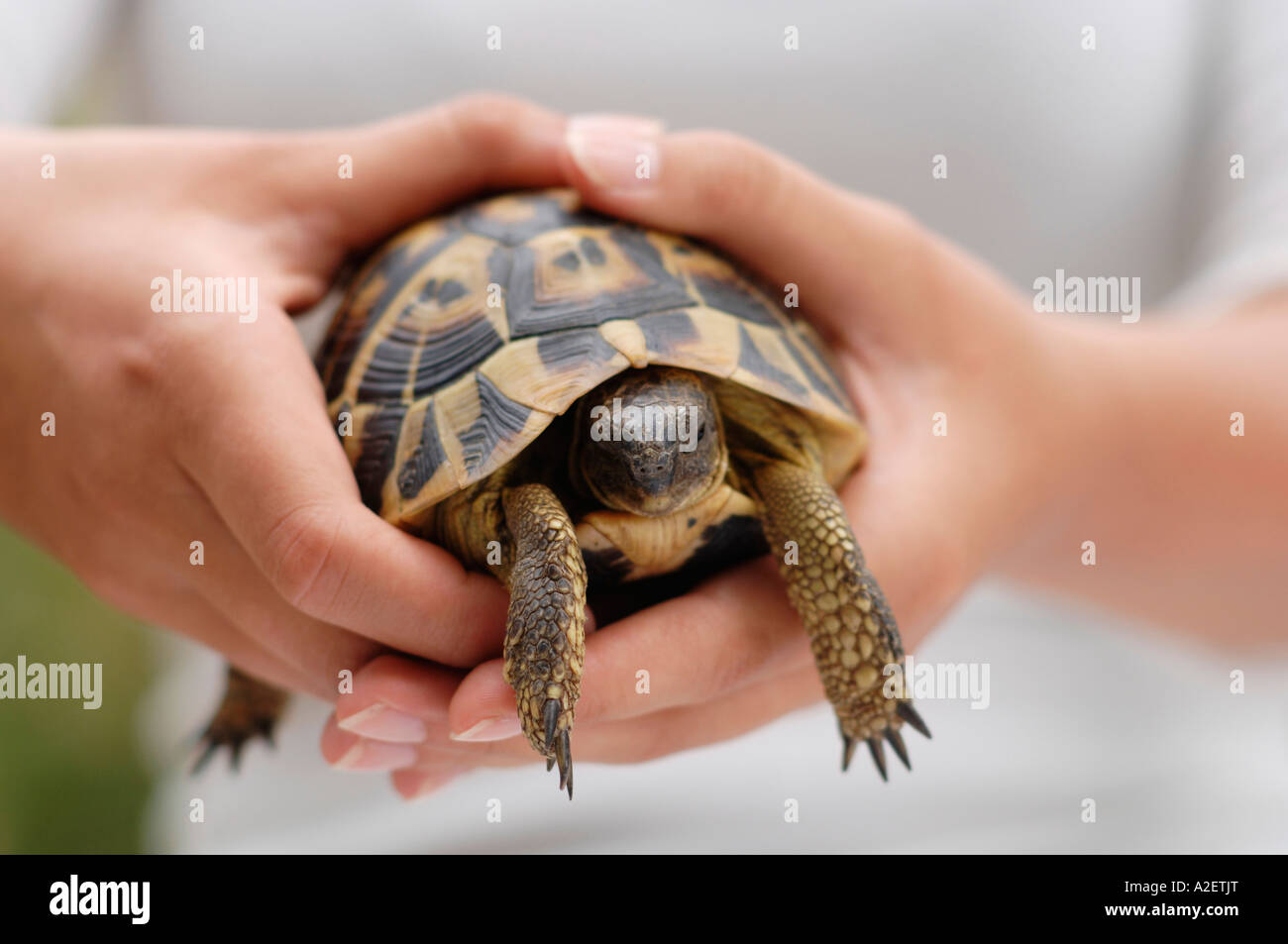 Person holding turtle, mid section Stock Photo - Alamy