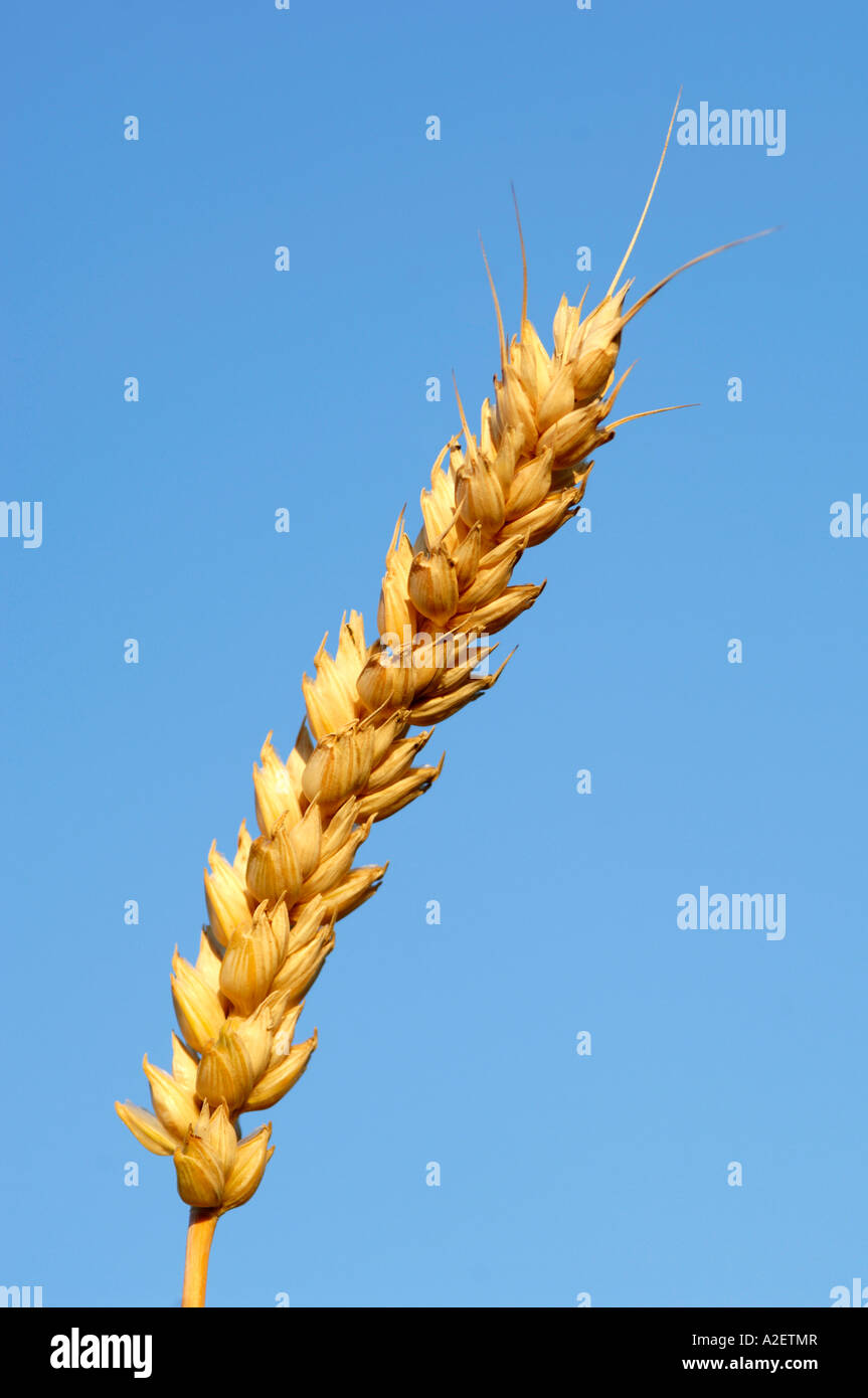 Wheat stalk, close-up Stock Photo - Alamy