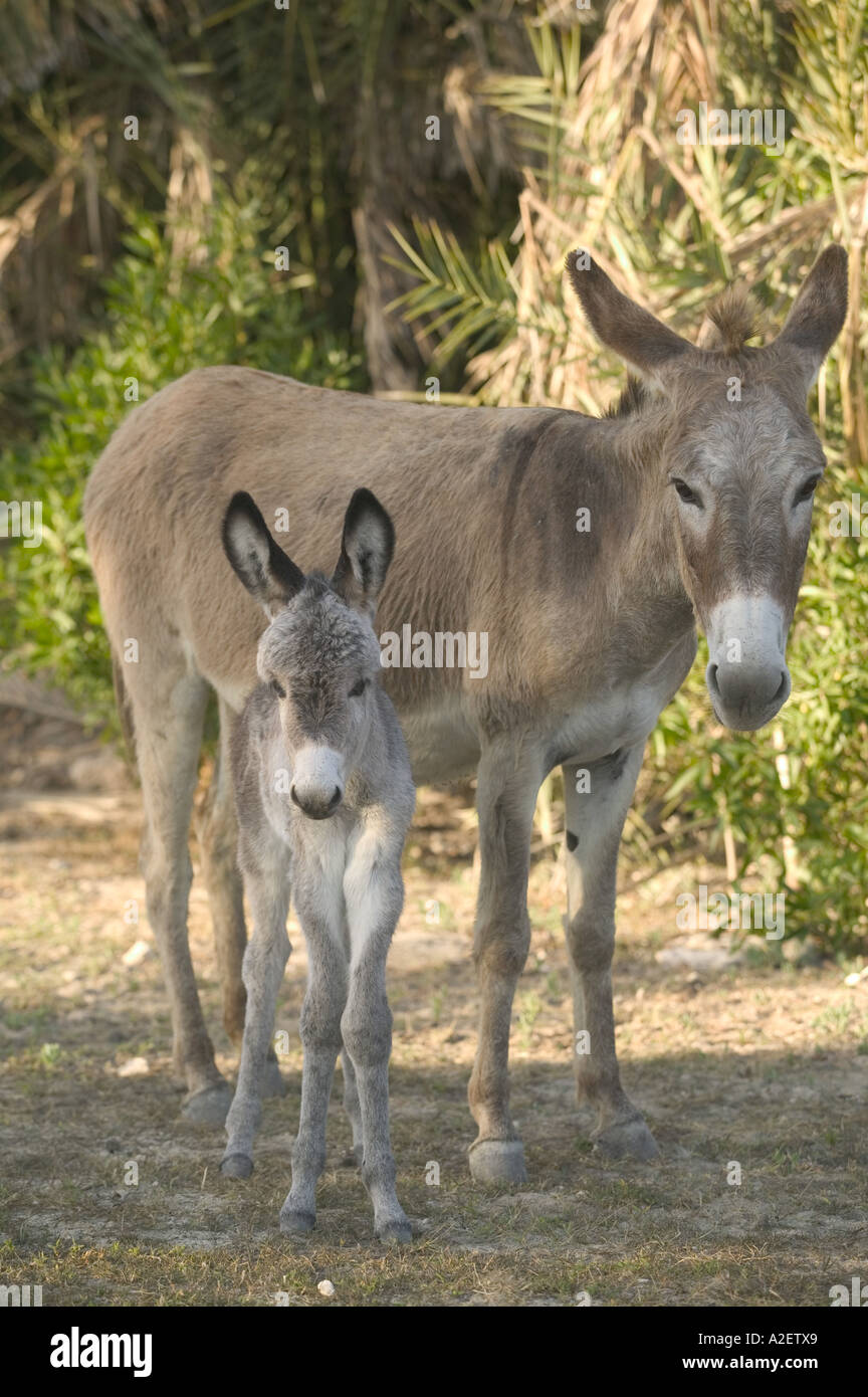Caribbean, TURKS & CAICOS, Salt Cay Island, Balfour Town, Mother and ...