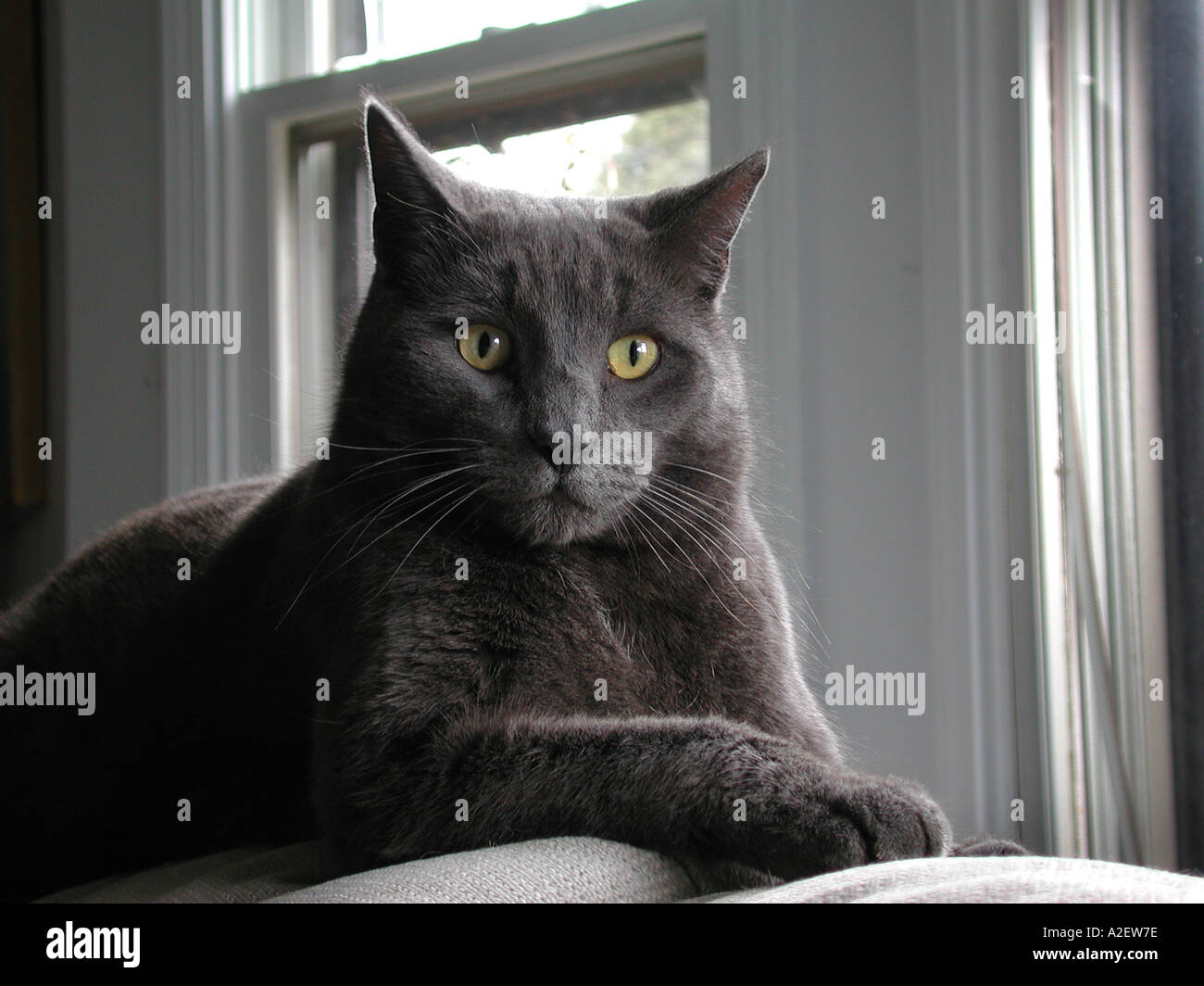 Grey cat sofa Stock Photo - Alamy