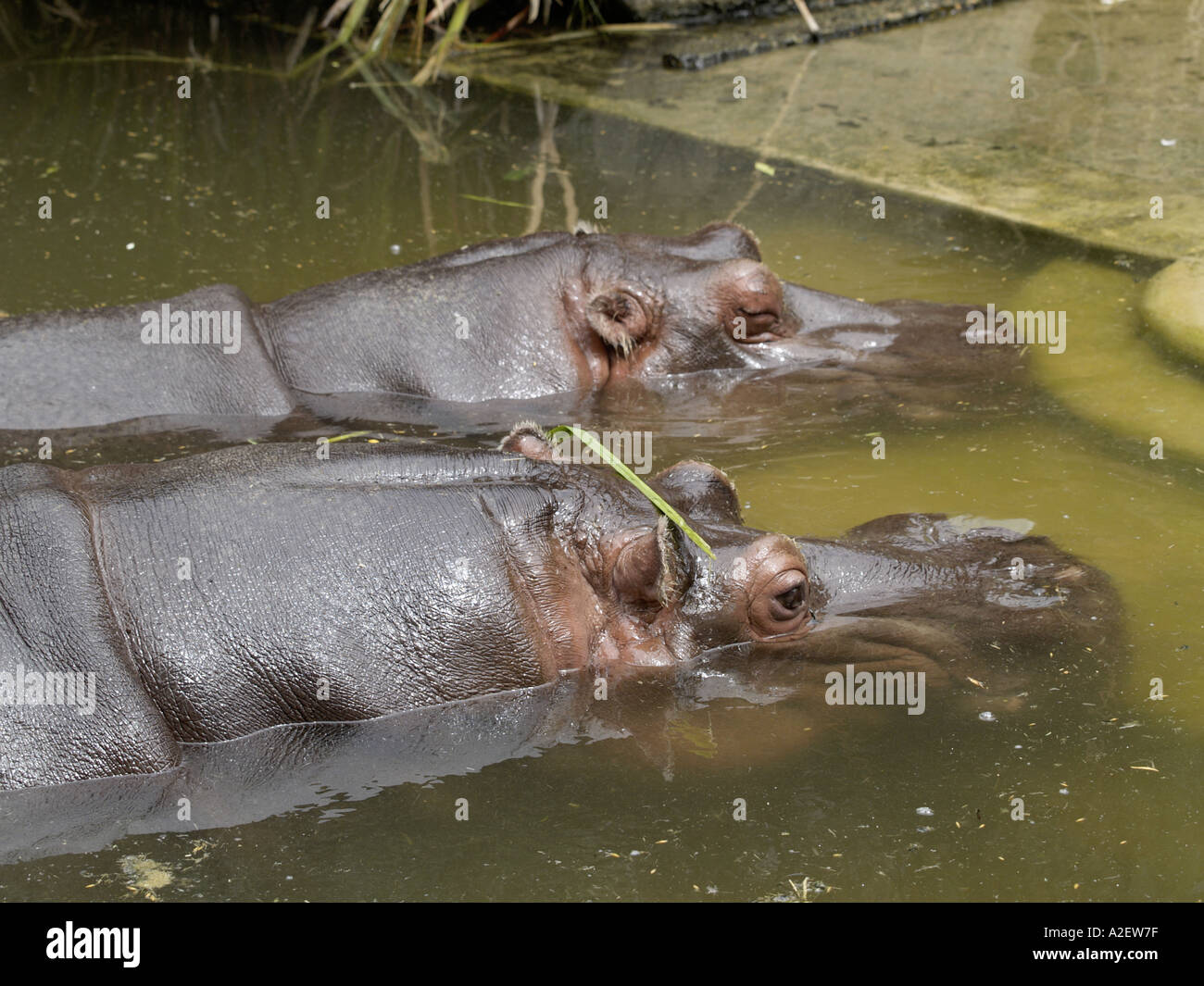 TWO HIPPOPOTAMUS IN WATER HOLE ADELAIDE ZOO ADELAIDE SOUTH AUSTRALIA ...