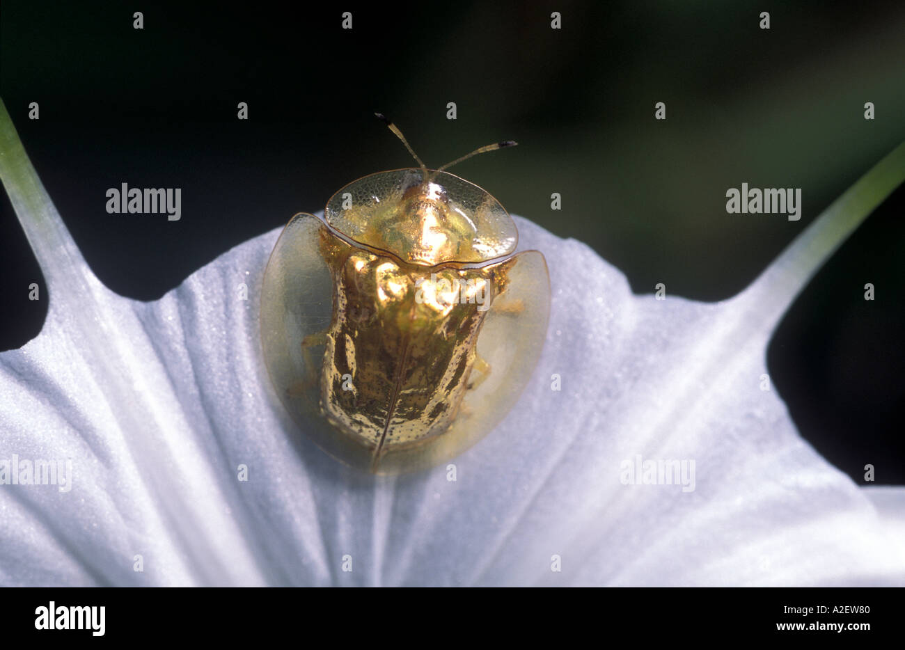 Gold bug hi-res stock photography and images - Alamy
