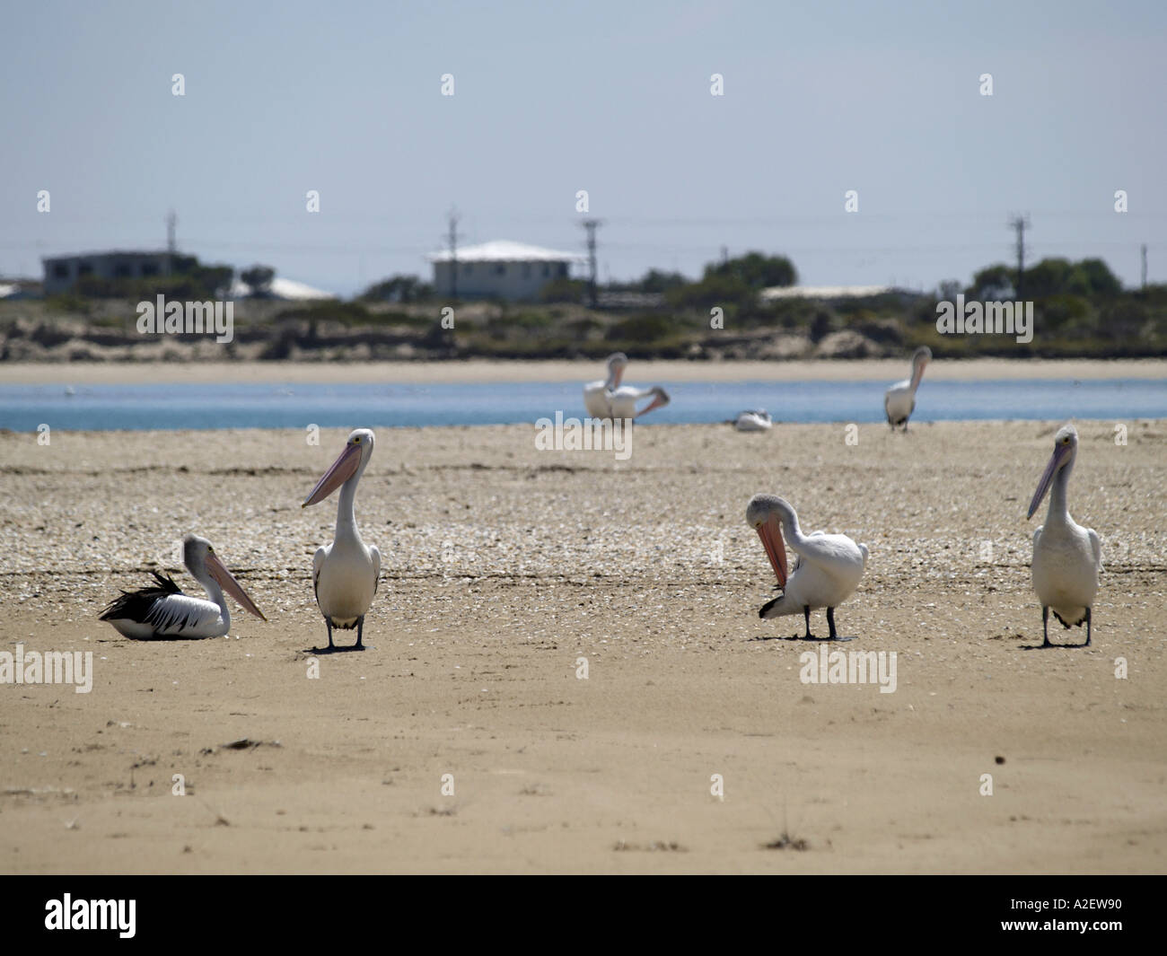PELICANS ON SAND SPIT NEAR MOUTH OF THE MURRAY RIVER COORONG NATIONAL ...