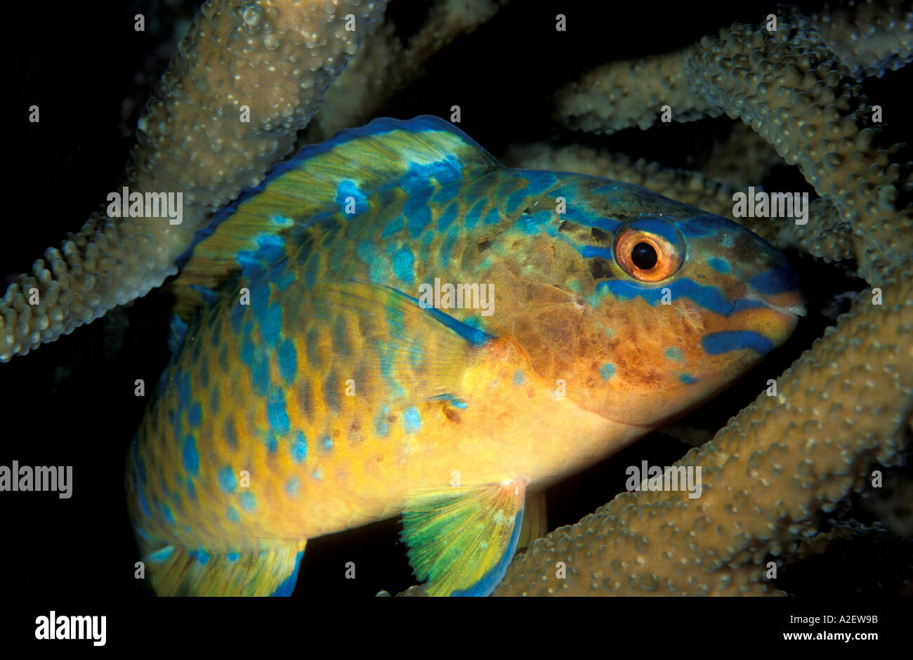 Female blue barred parrotfish Scarus ghobban Sulawesi Indonesia Stock ...