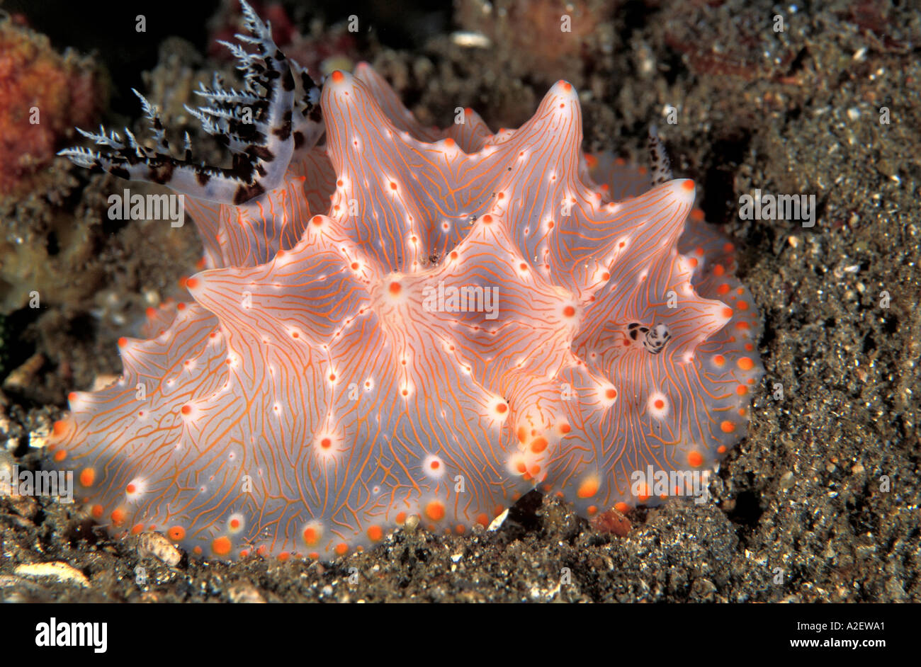 Malesso halgerda hi-res stock photography and images - Alamy