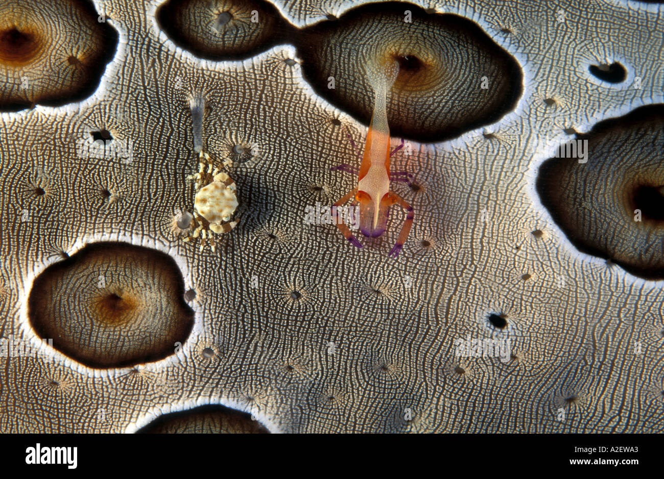 Commensal shrimp and crab on a lepard sea cucumber Sulawesi Indonesia ...