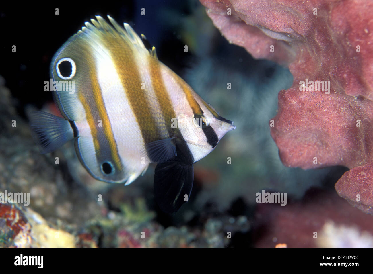 Two eyed coralfish Coradion melanopus Borneo Malaysia Stock Photo - Alamy
