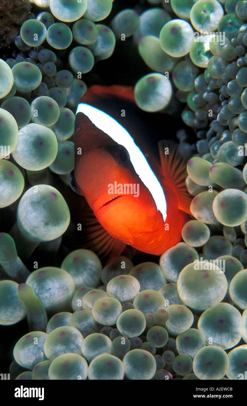 Tomato anemonefish Amphiprion frenatus Sulawesi Indonesia Stock Photo ...