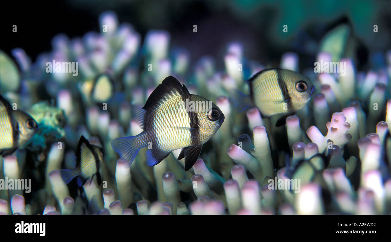 Reticulated damsels sheltering in a table coral Dascyllus reticulatus ...