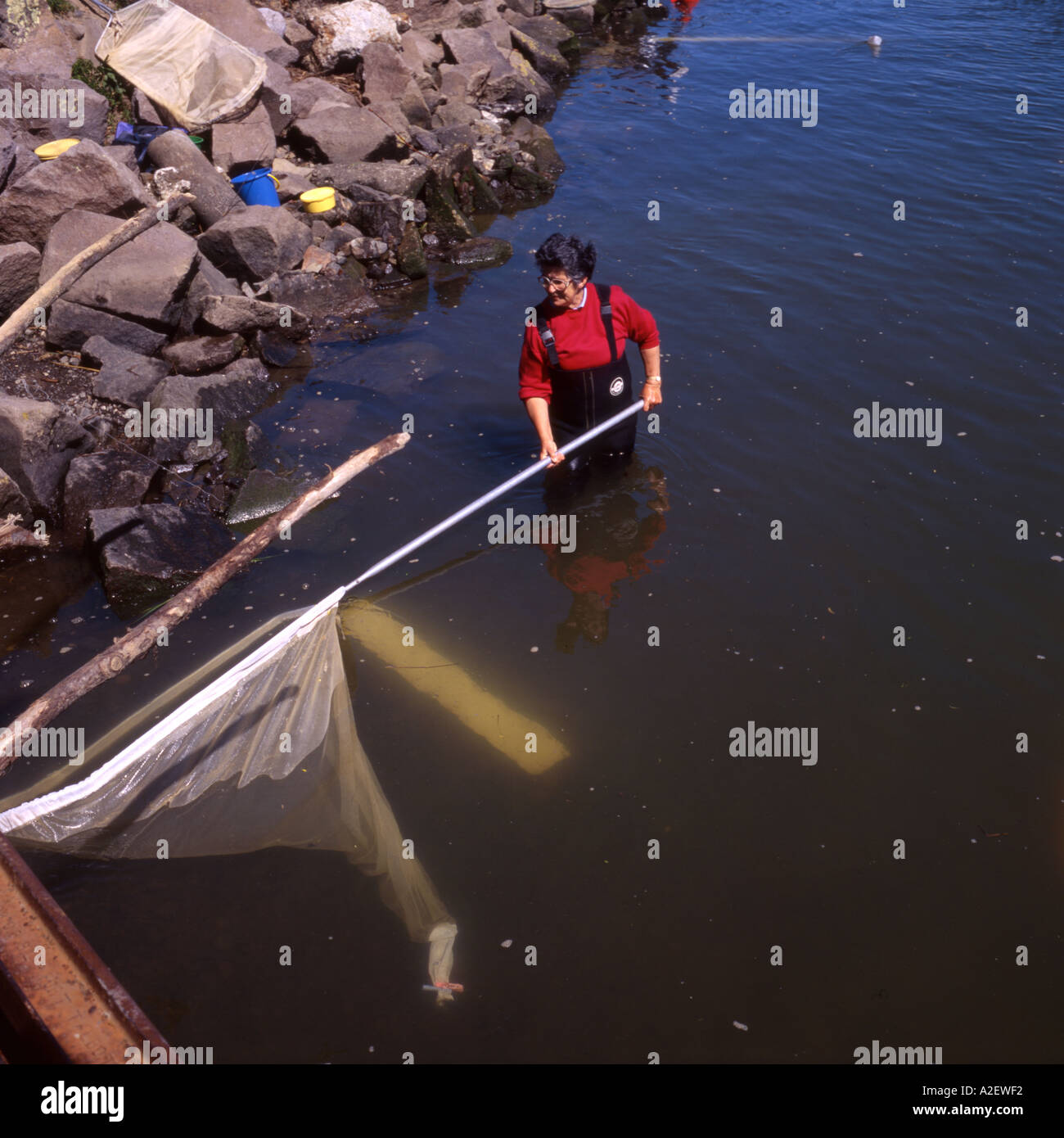 New zealand whitebait hi-res stock photography and images - Alamy
