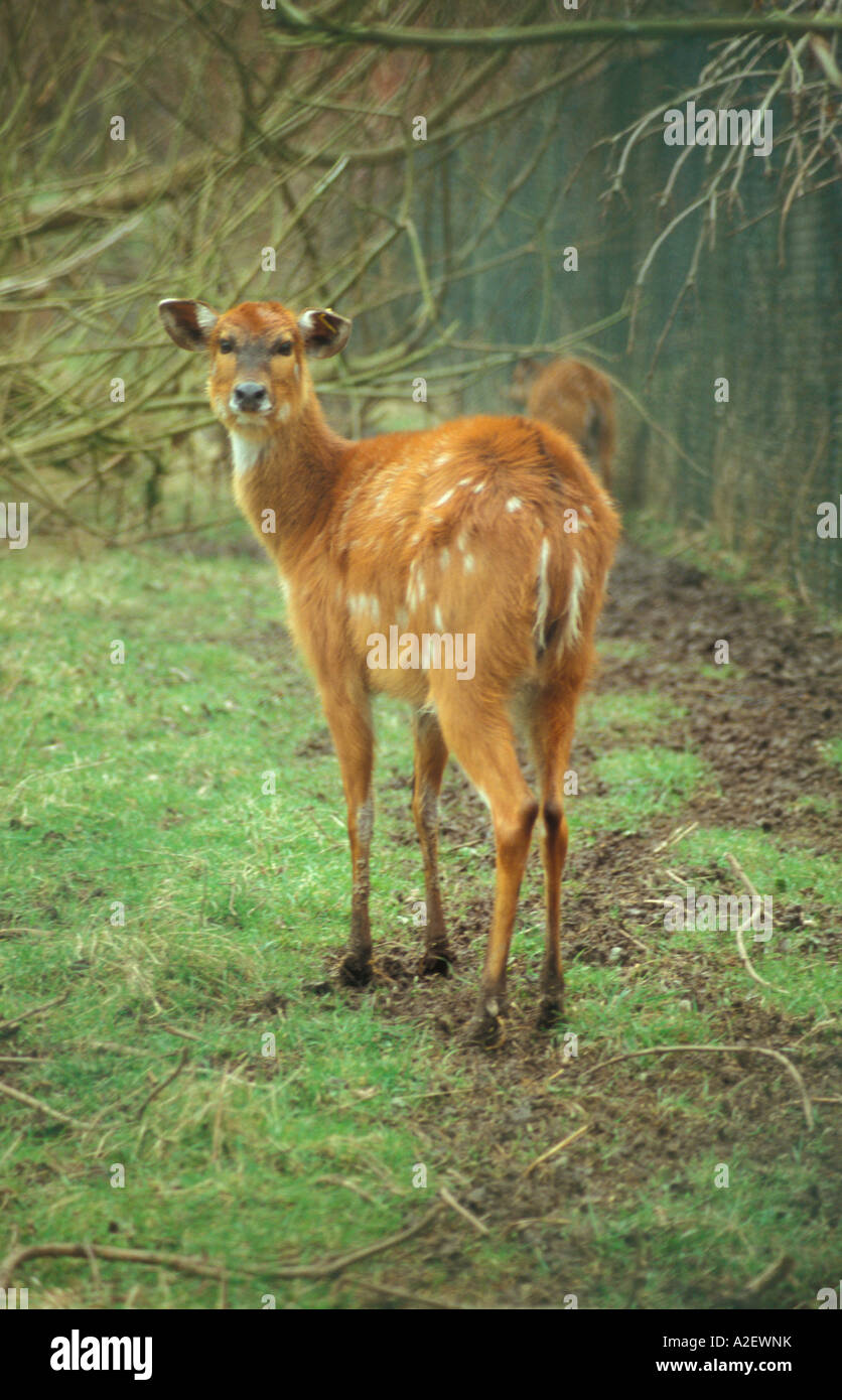 Marsh buck hi-res stock photography and images - Alamy