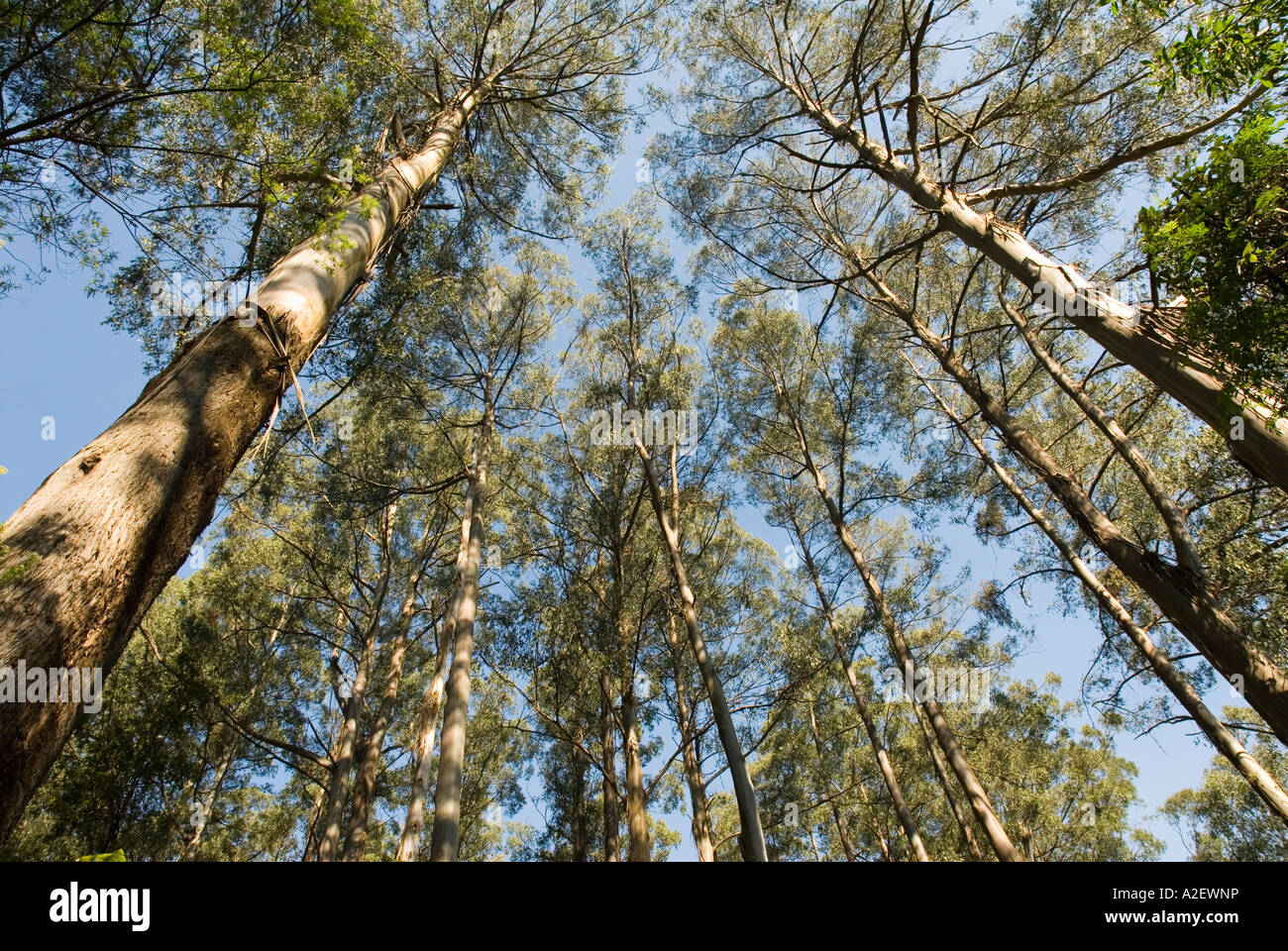 Mountain ash eucalyptus regnans and tree ferns Dandenong Ranges ...