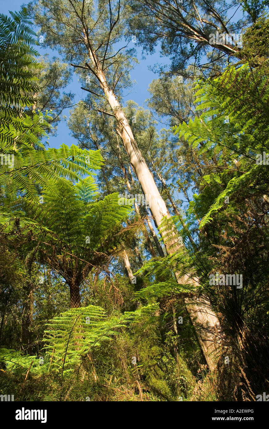 Mountain ash eucalyptus regnans and tree ferns Dandenong Ranges ...