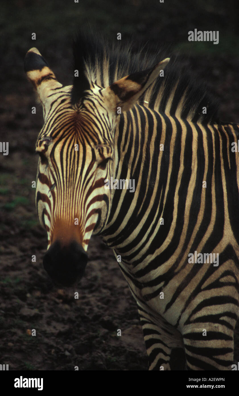 Hartmann's mountain Zebra Stock Photo - Alamy