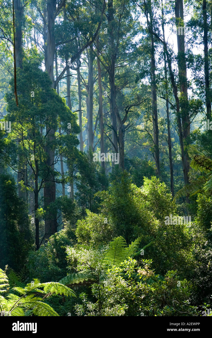 Mountain ash eucalyptus regnans and tree ferns Dandenong Ranges ...