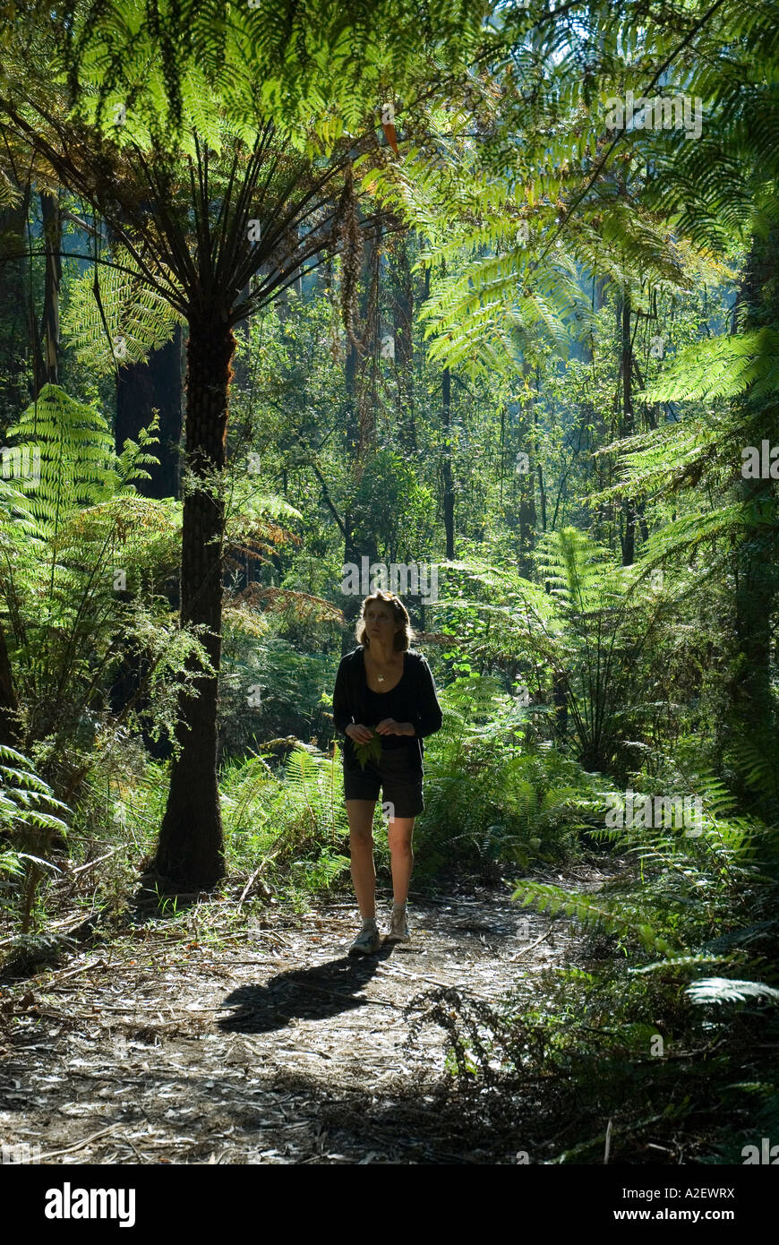 Visitor walking amidst tree ferns Dandenong Ranges National Park ...