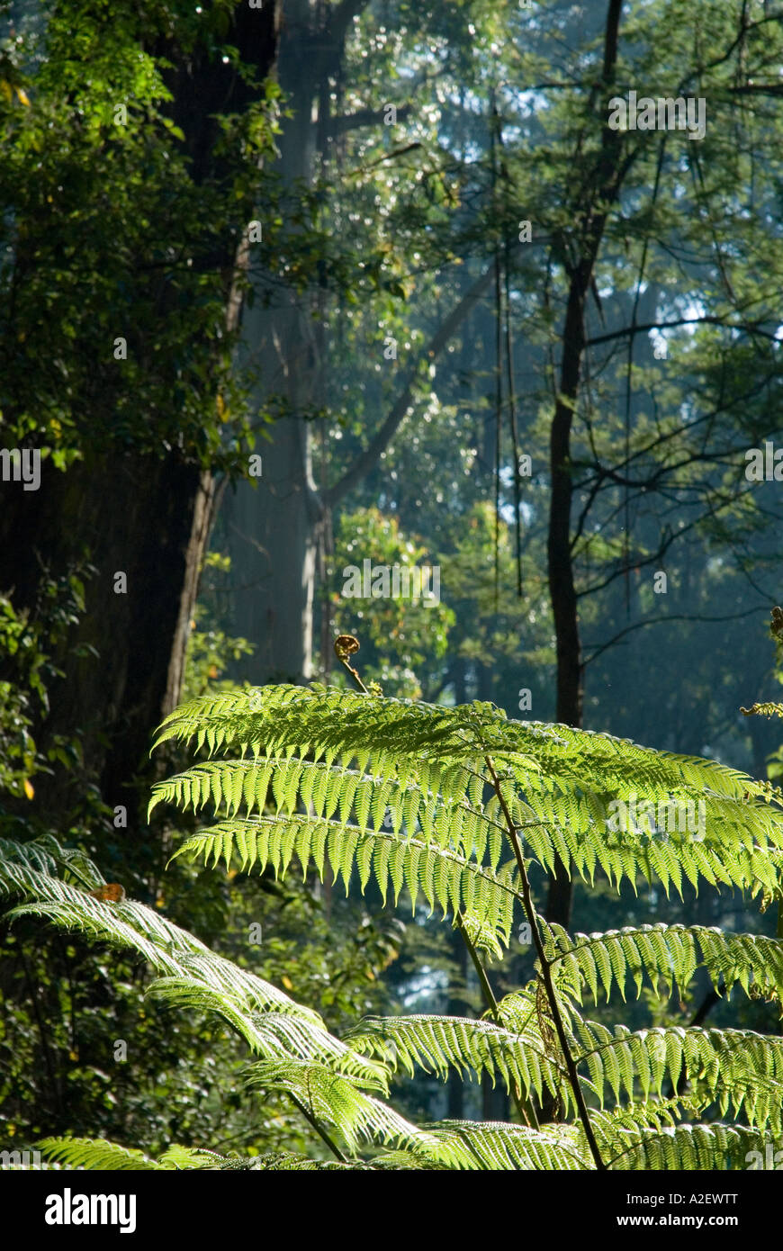 Mountain ash eucalyptus regnans and tree ferns Dandenong Ranges ...