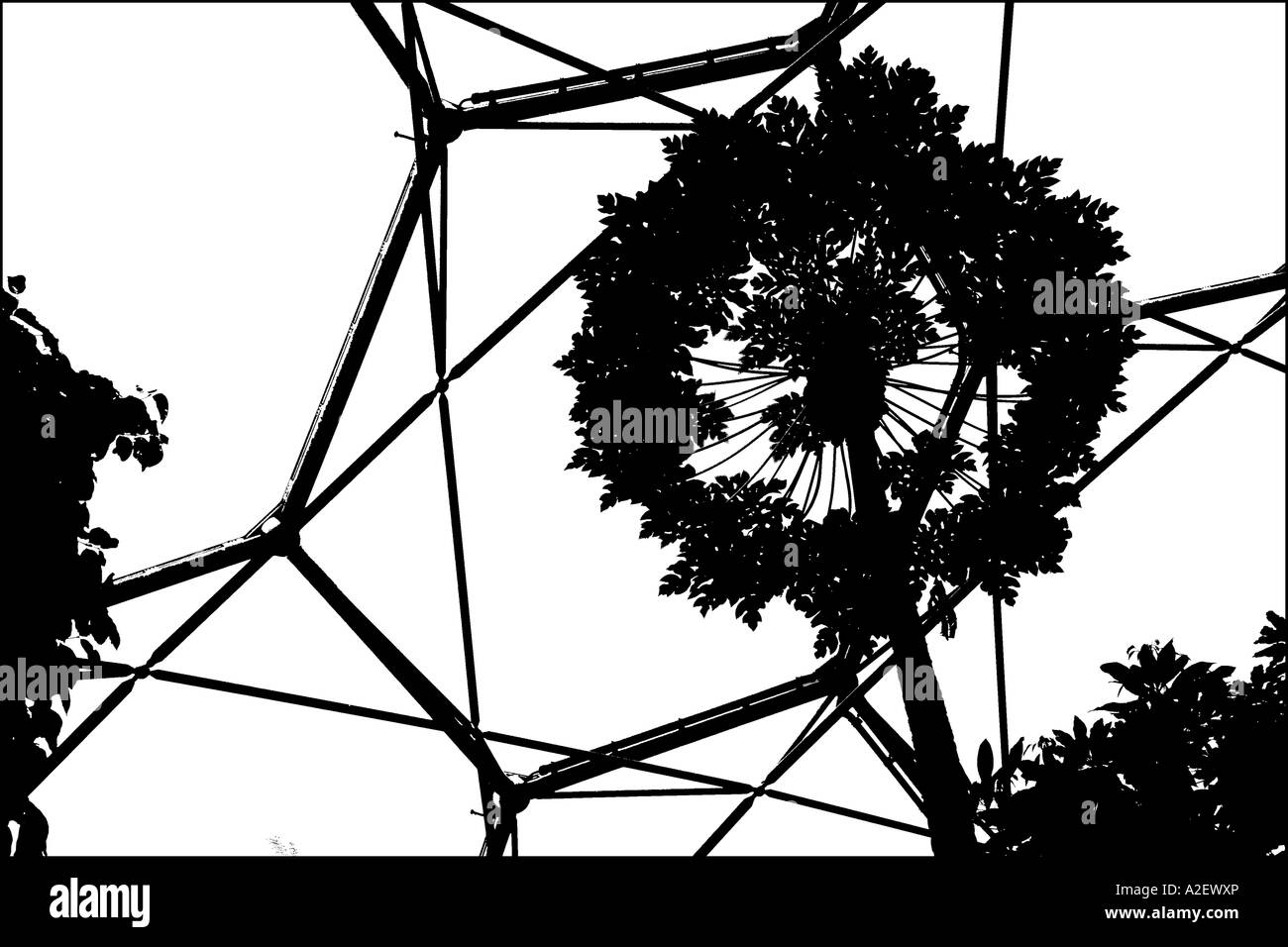 Palm Tree, "Eden Project", Cornwall, England Stock Photo - Alamy