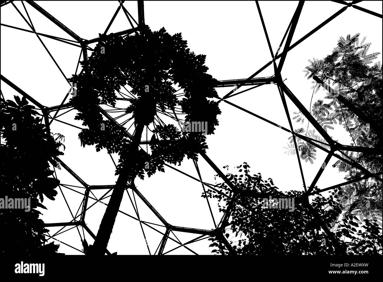 Palm trees pattern Black and White Stock Photos & Images - Alamy