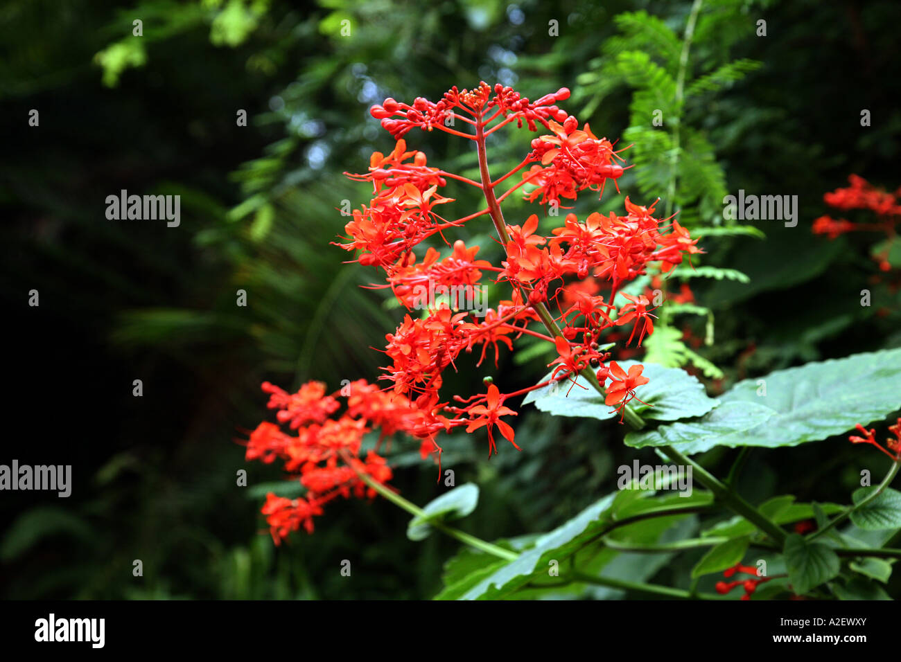 Red flower, England Stock Photo - Alamy