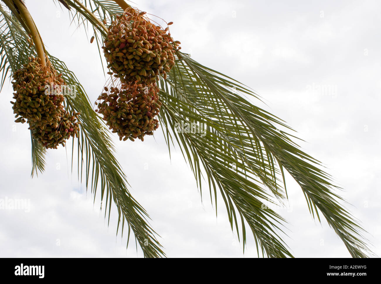 Palm fronds and dates Stock Photo - Alamy