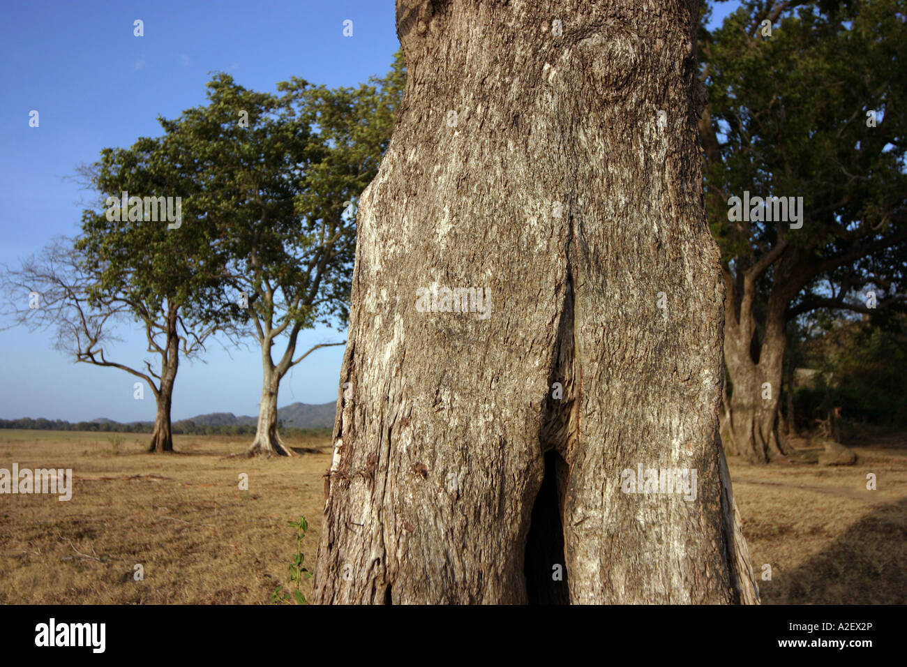 Sri Lanka landscape - Tree trunk, Plains of Kandalama, Sri Lanka Stock ...