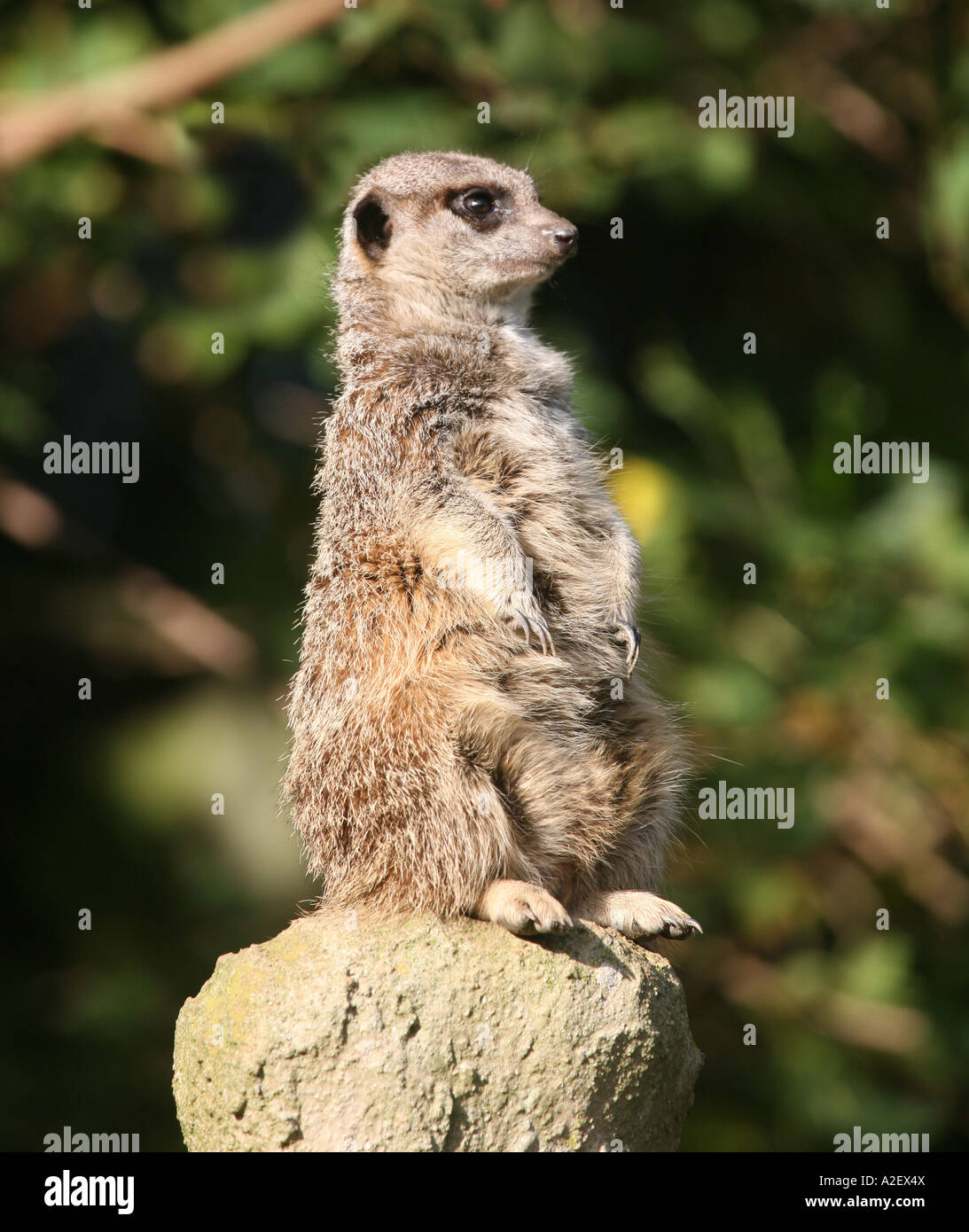 Suricate funny hi-res stock photography and images - Alamy