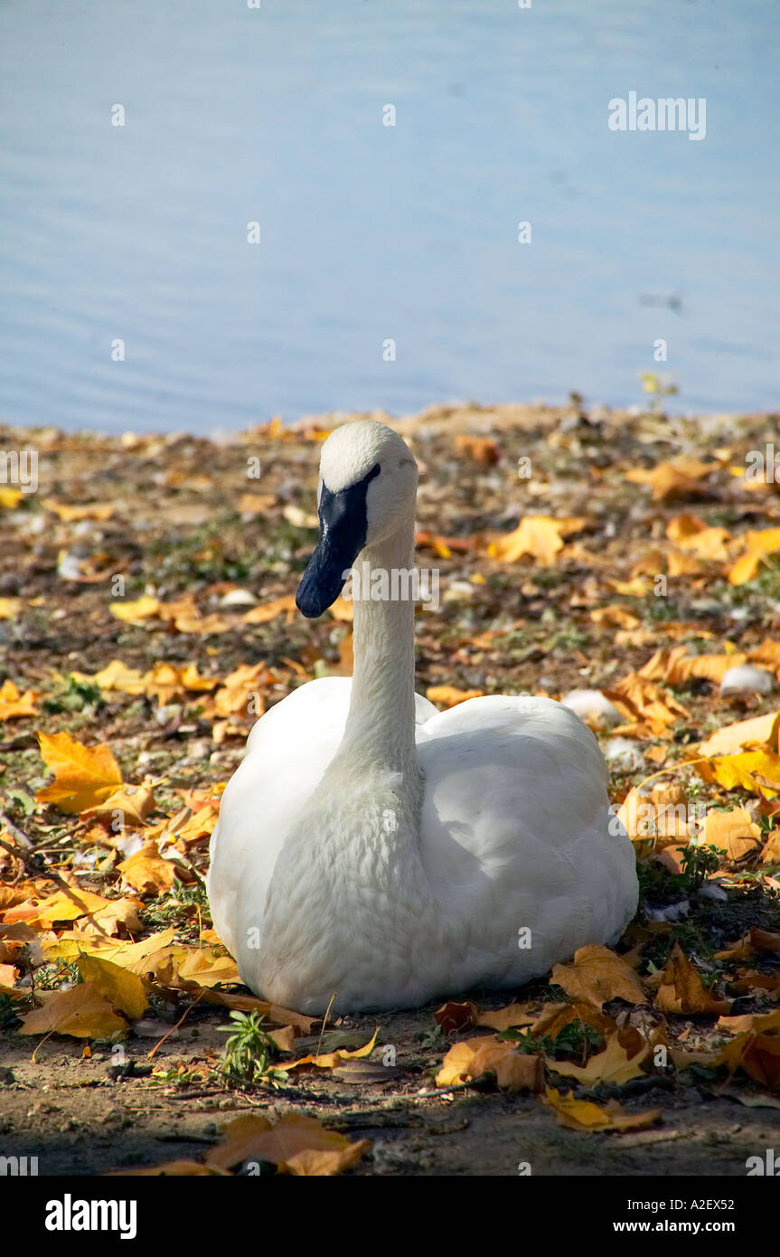 Swan in the Fall foliage Stock Photo - Alamy