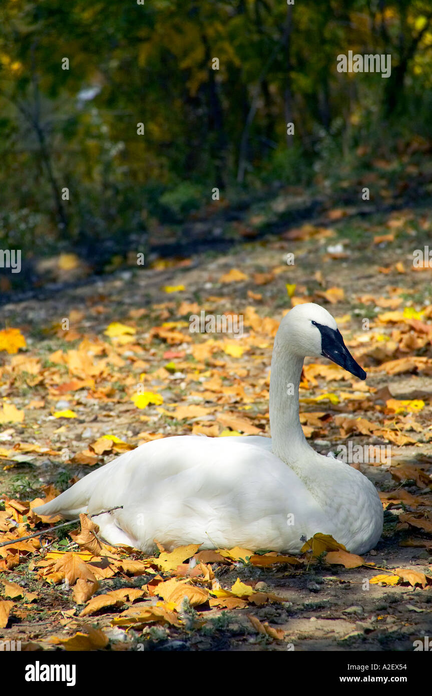 Swan in the Fall foliage Stock Photo - Alamy