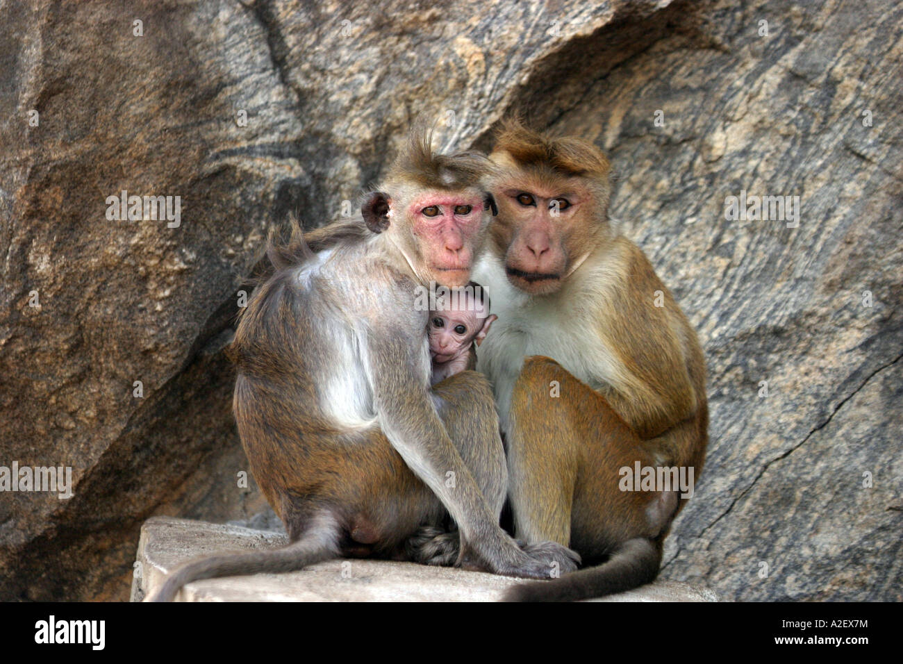 Toque Macaque monkey family, adults and baby monkeys, Macaca sinica ...
