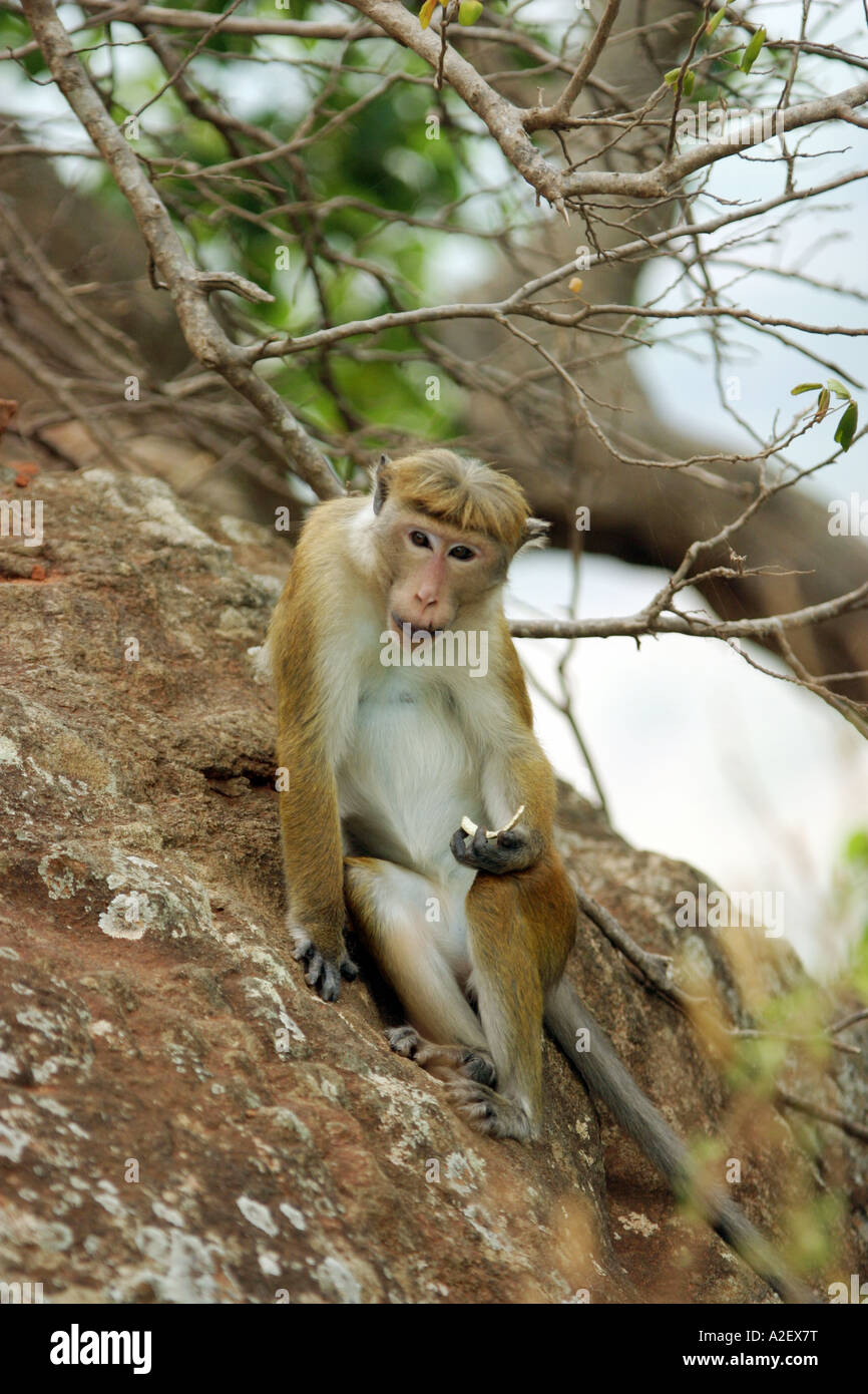 Single one lone Toque Macaque monkey, on a rock, Macaca sinica, Sri ...