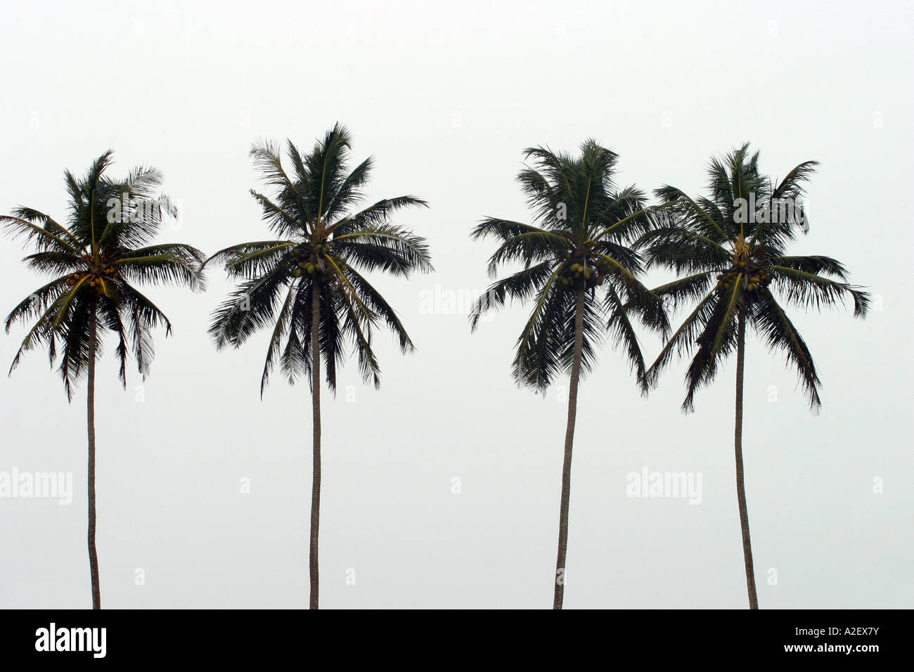 Four palm trees in a line, Bentota, Sri Lanka Asia Stock Photo - Alamy
