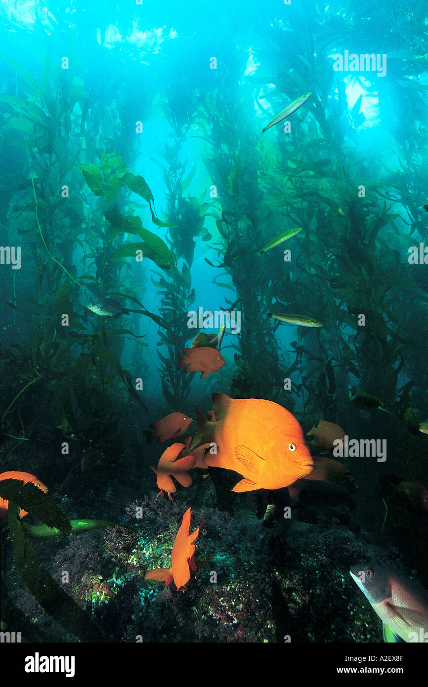 Kelp forest fish hi-res stock photography and images - Alamy