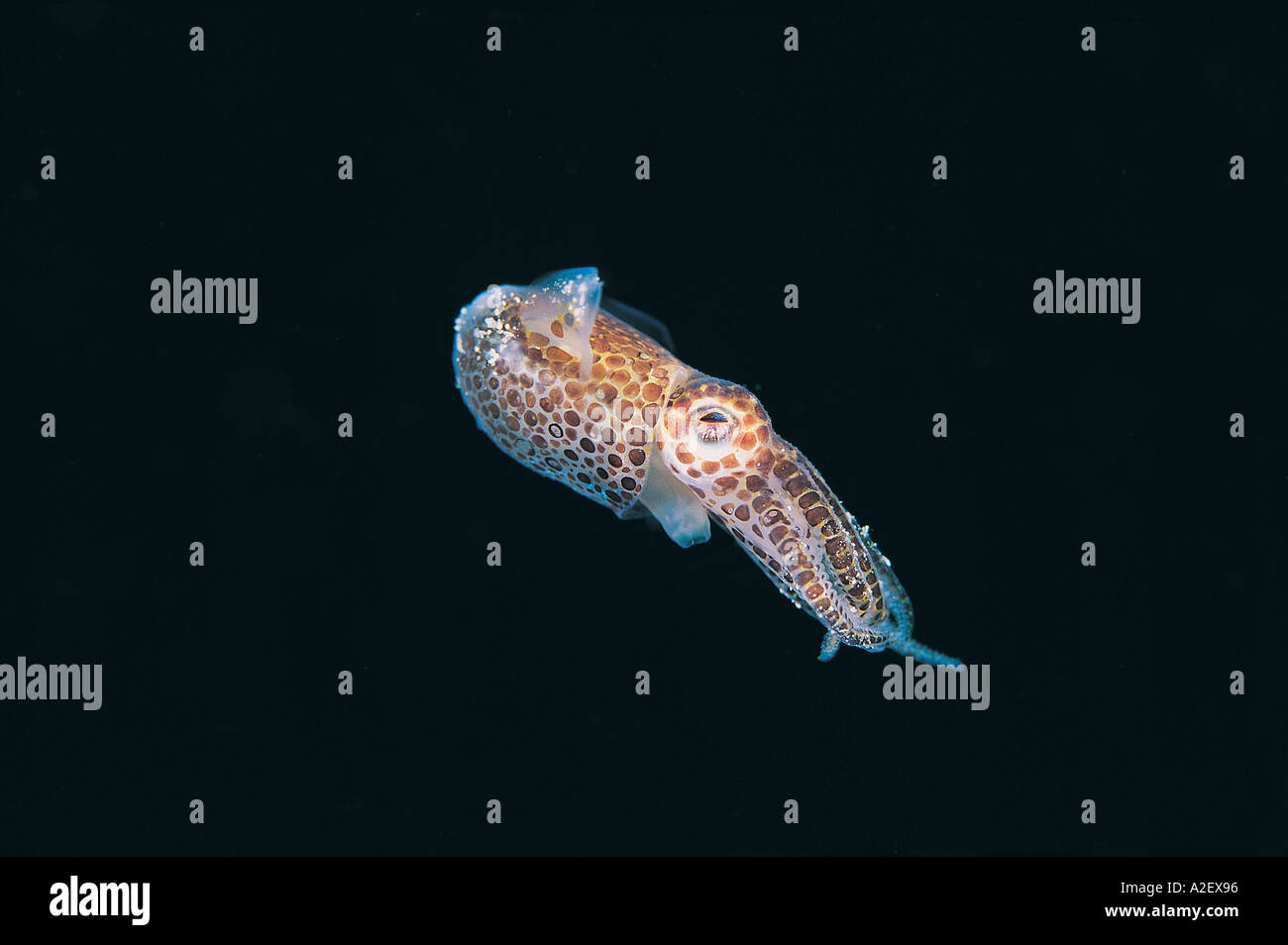 Bobtail squid Euprymna tasmanica Sulawesi Indonesia Stock Photo - Alamy