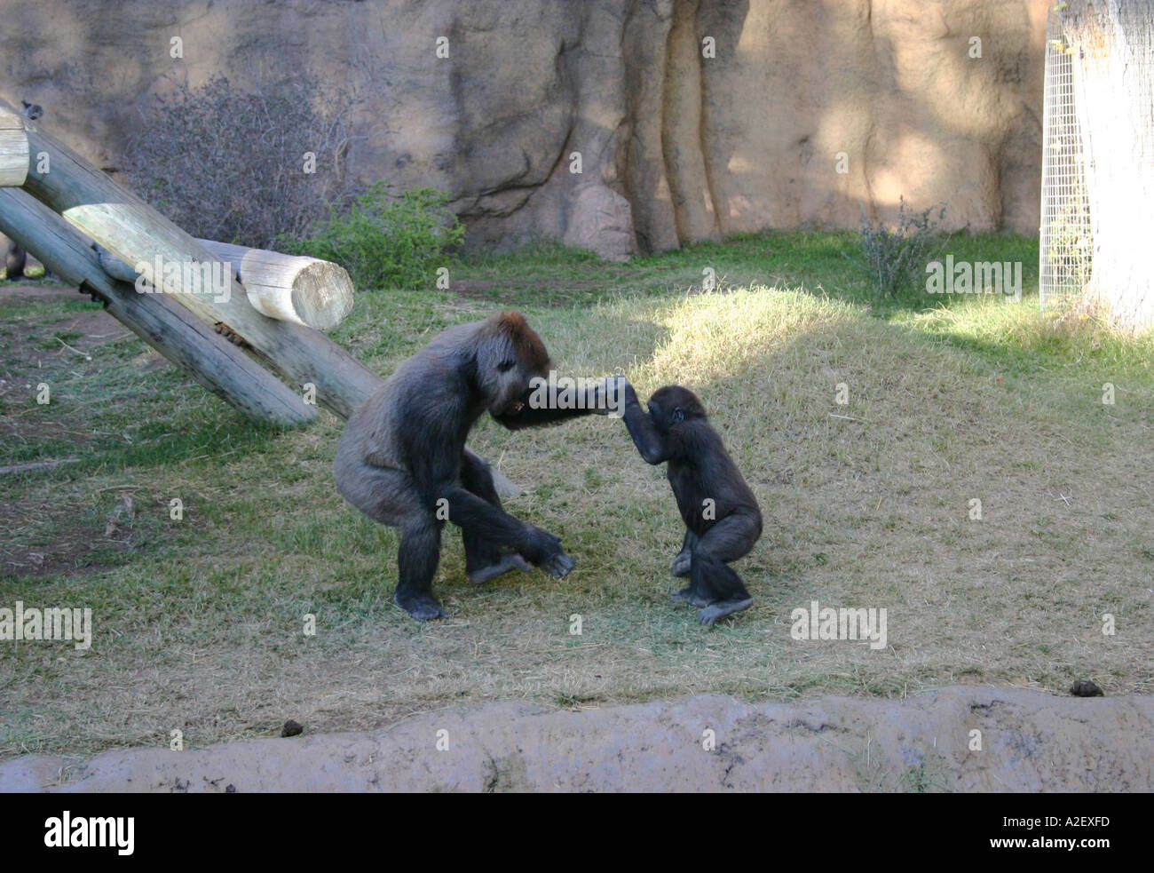 baby gorilla holding hand of parent Stock Photo - Alamy