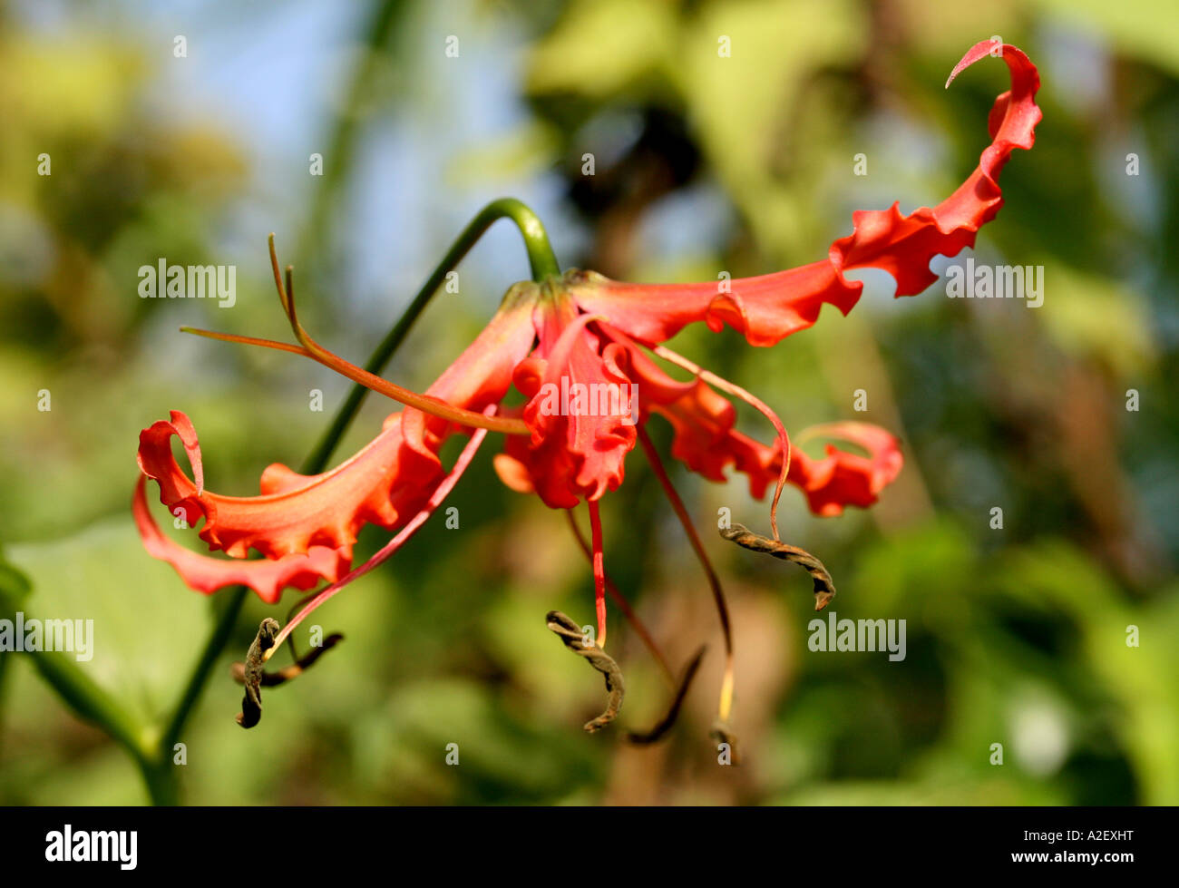 Snake flower hi-res stock photography and images - Alamy