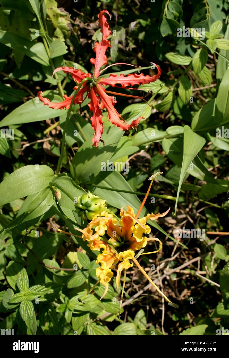 Snake flower hi-res stock photography and images - Alamy