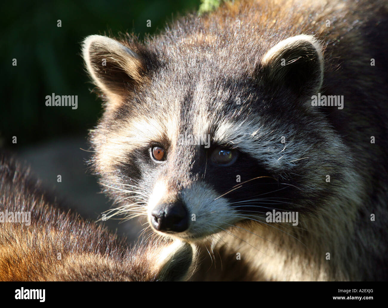 Racoon face hi-res stock photography and images - Alamy