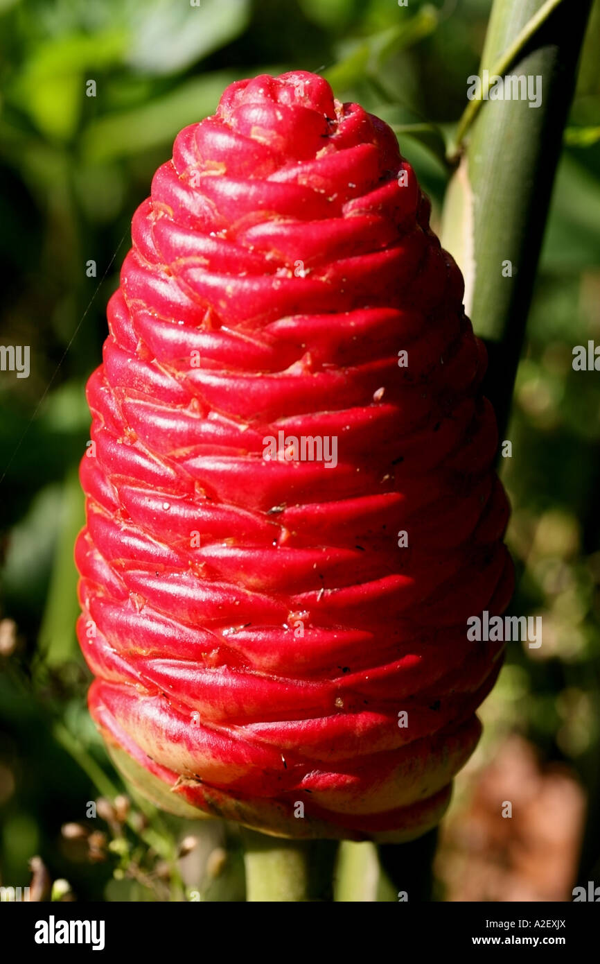 Rainforest flower, Mount Klouto, Togo Stock Photo - Alamy